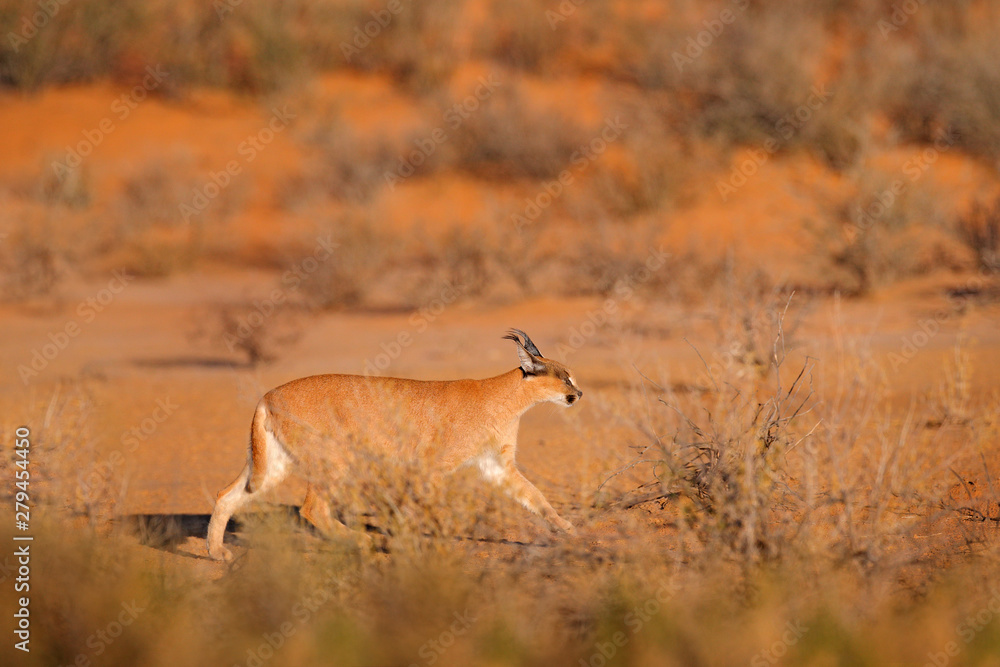 Caracal, African lynx, in red sand desert. Beautiful wild cat in nature ...