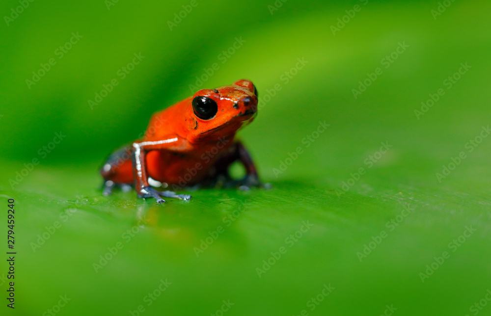Red Strawberry poison dart frog, Dendrobates pumilio, in the nature ...