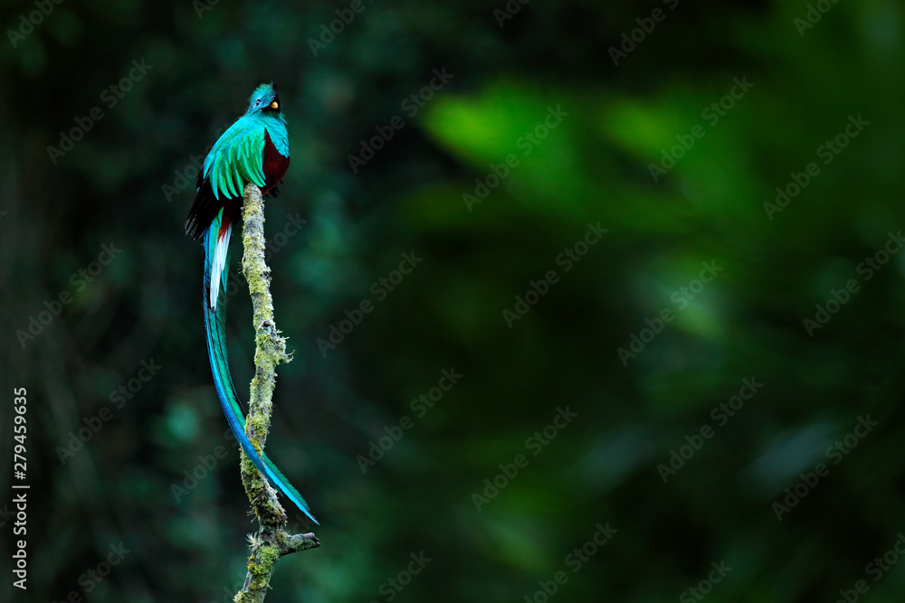 Resplendent Quetzal Blue