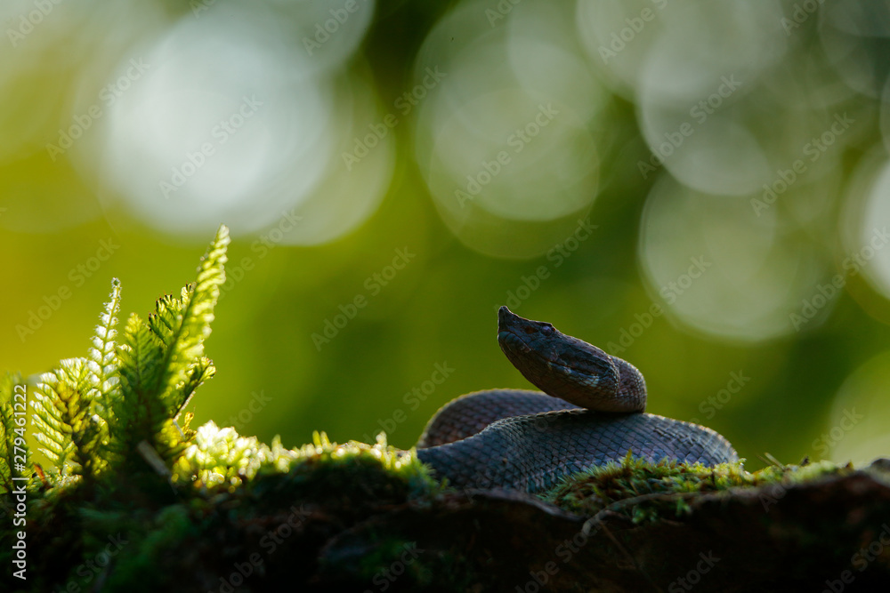 Porthidium nasutum, Rainforest Hognosed Pitviper, brown danger poison ...