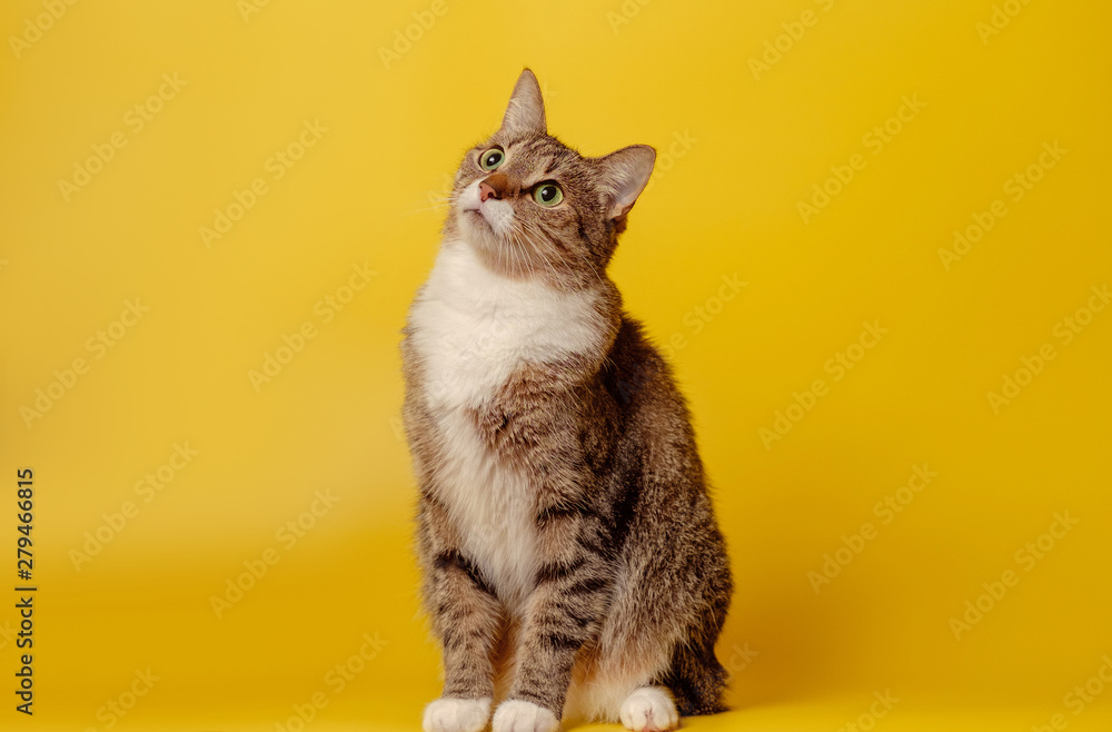 attentive cat on yellow background Stock Photo | Adobe Stock
