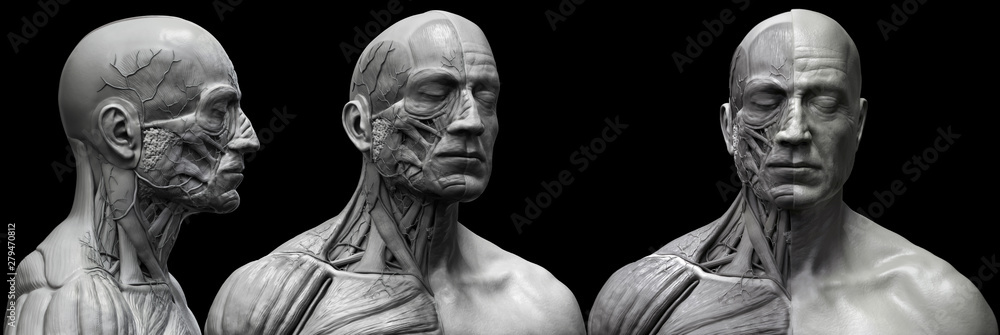 Human body anatomy muscles structure of a male, front view side view ...