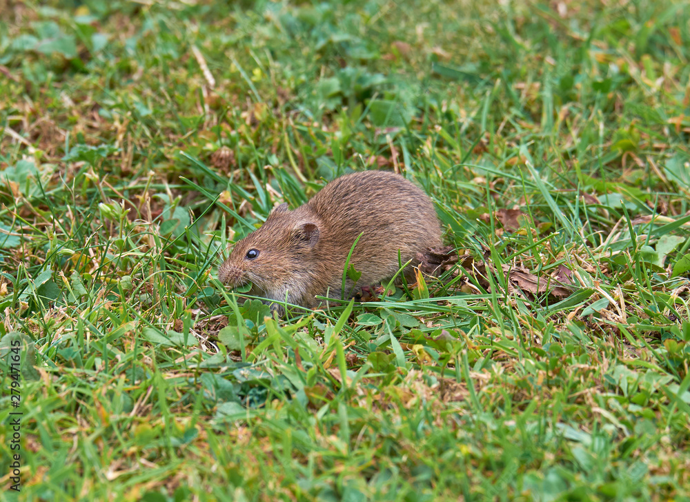 Feldmaus, Microtus arvalis Stock Photo | Adobe Stock