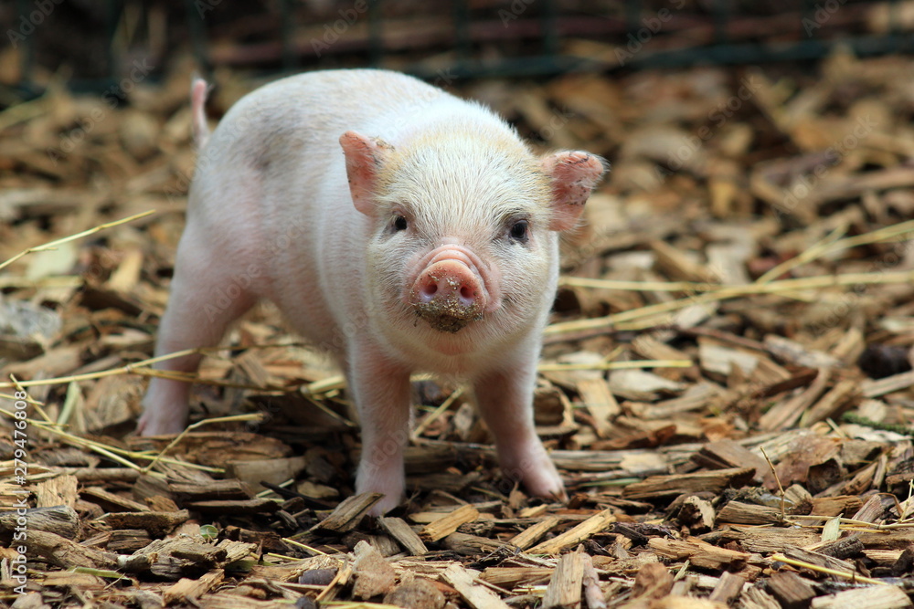 Süßes Ferkel auf einem Bauernhof Stock Photo | Adobe Stock