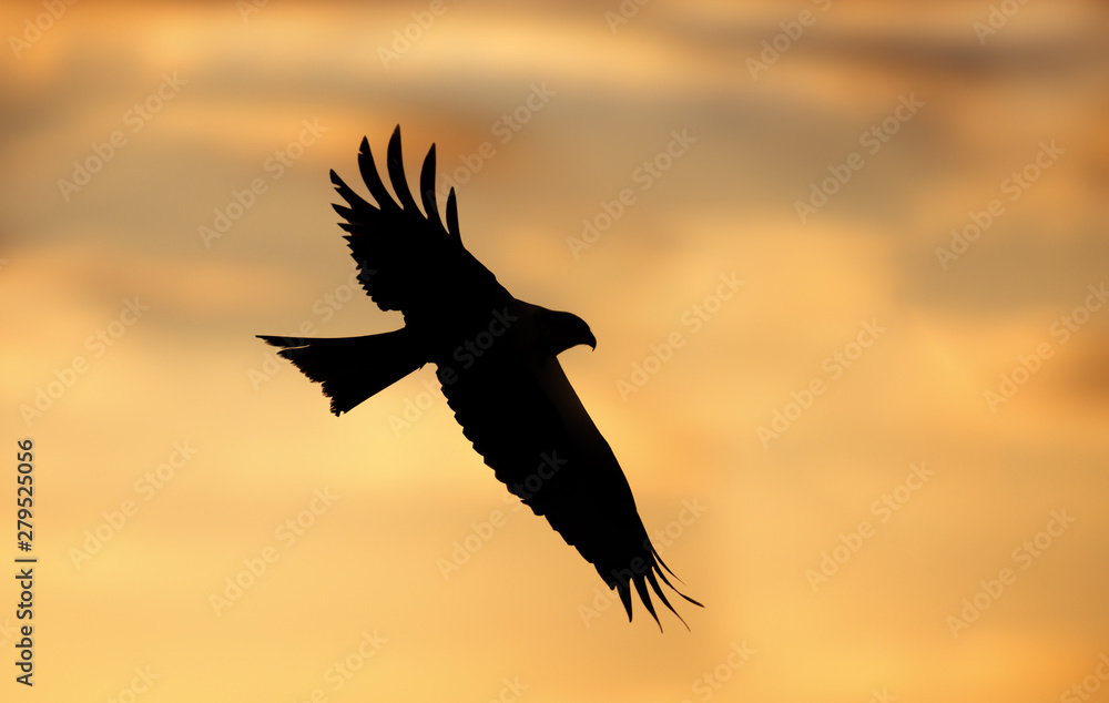 Silhouette of a red kite in flight Stock Photo | Adobe Stock