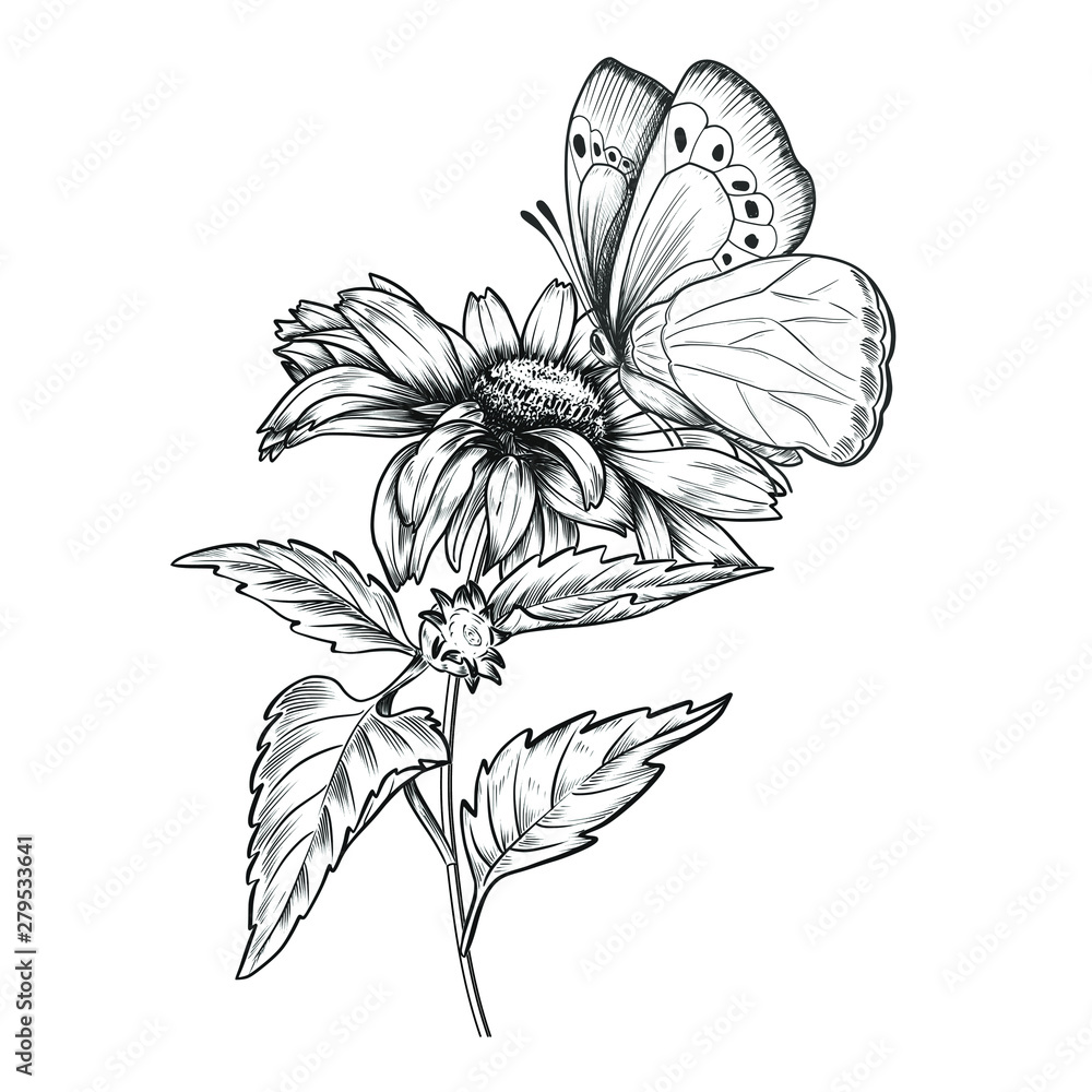 Hand drawn sunflower with butterfly. Vintage pen and ink flower ...