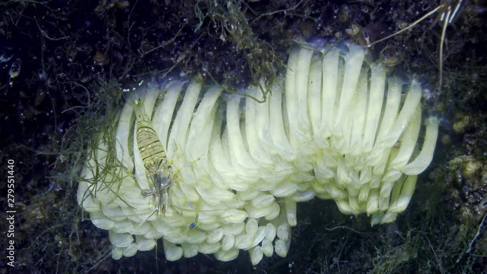 Cocoons of the predatory mollusk Rapana venosa, the invader in the ...