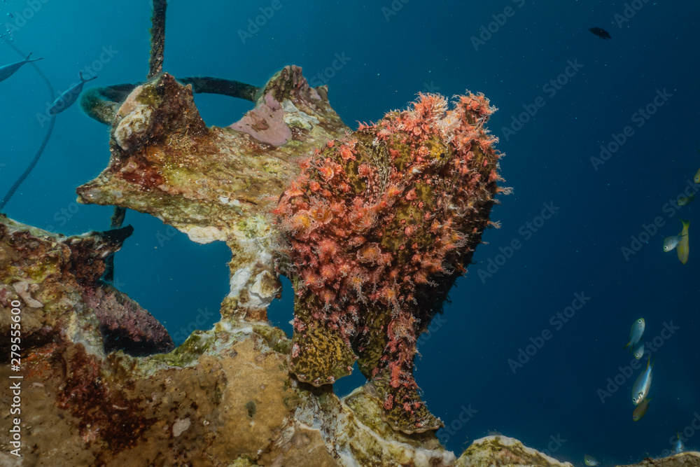 Foto de Frog fish in the Red Sea Colorful and beautiful, Eilat Israel ...