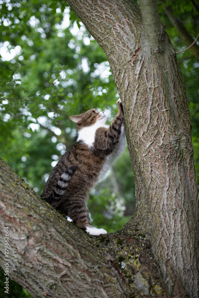 side view of a tabby white british shorthair cat scratching on the bark ...