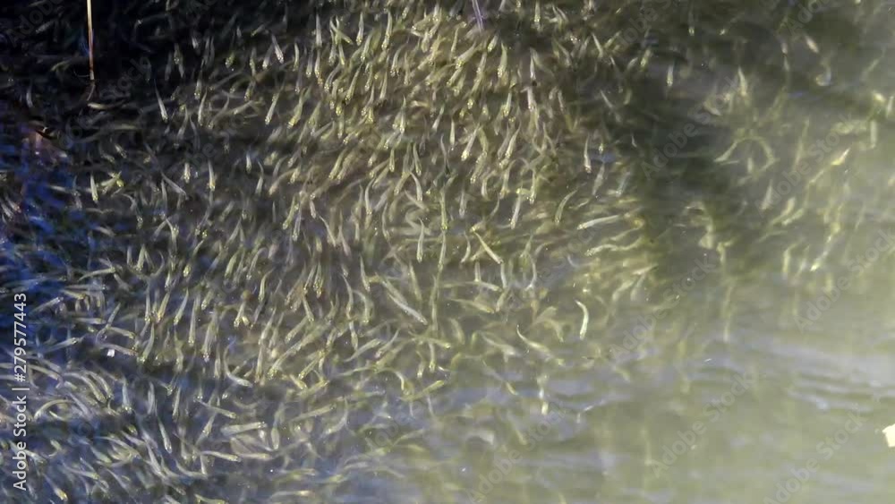 A flock of small fish, The big-scale sand smelt (Atherina boyeri ...