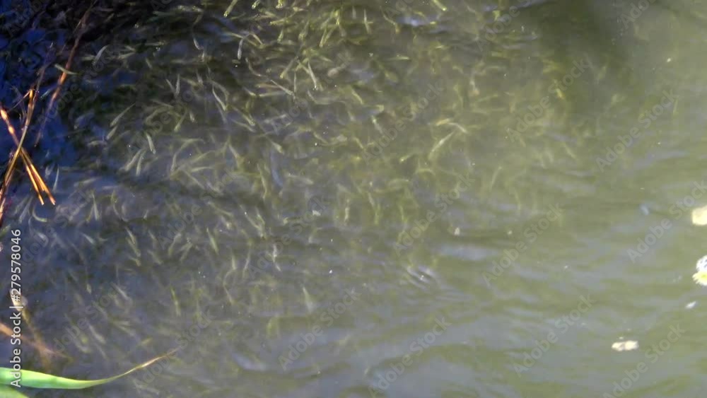 A flock of small fish, The big-scale sand smelt (Atherina boyeri ...