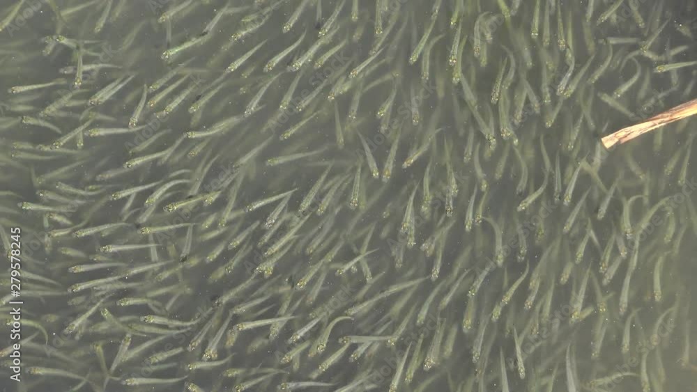 A flock of small fish, The big-scale sand smelt (Atherina boyeri ...