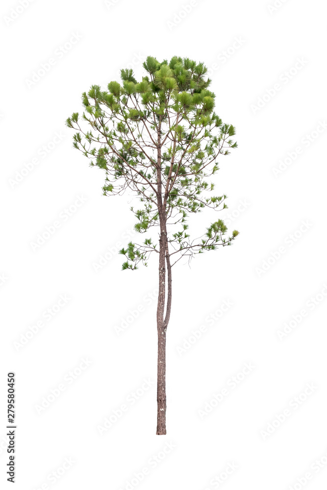 Beautiful pine tree isolated on white background. Clipping paths Stock ...