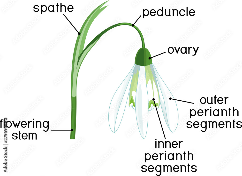 Parts of flower. Morphology of Galanthus nivalis or Common snowdrop ...
