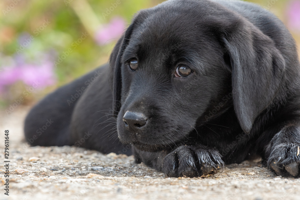 Cute portrait of an 8 week old black Labrador puppy sitting on the ...