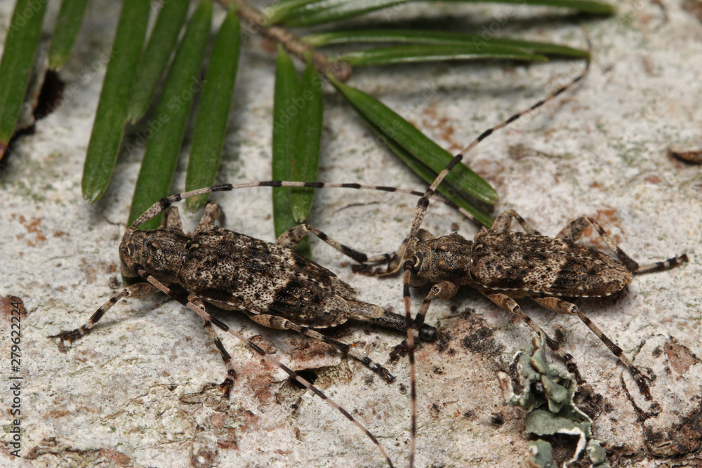 Fir timberman beetle, a rare species of longhorn beetle occurring in ...