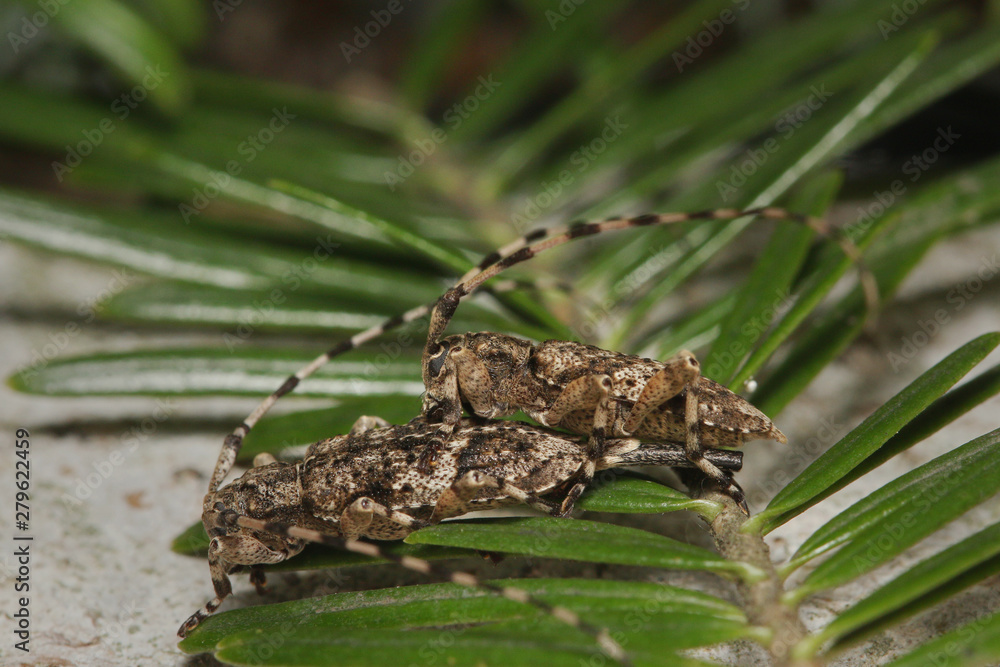 Fir timberman beetle, a rare species of longhorn beetle occurring in ...
