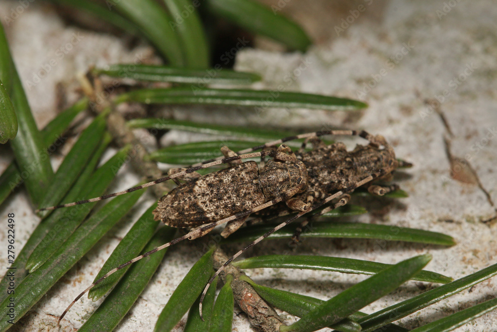 Fir timberman beetle, a rare species of longhorn beetle occurring in ...