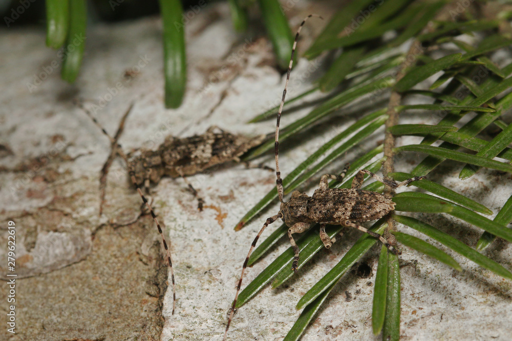 Fir timberman beetle, a rare species of longhorn beetle occurring in ...