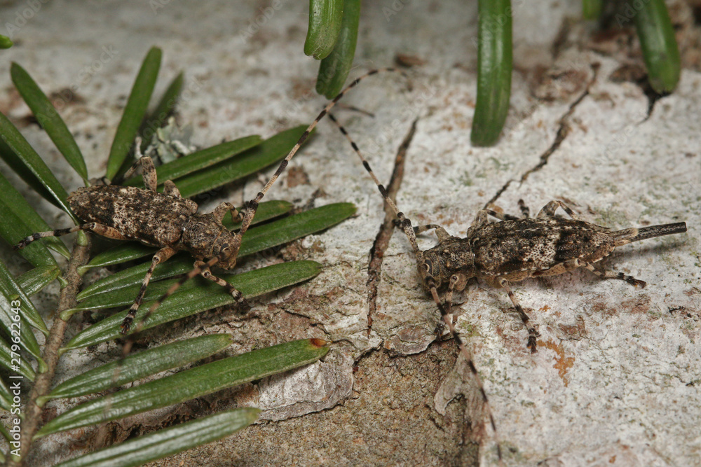 Fir timberman beetle, a rare species of longhorn beetle occurring in ...