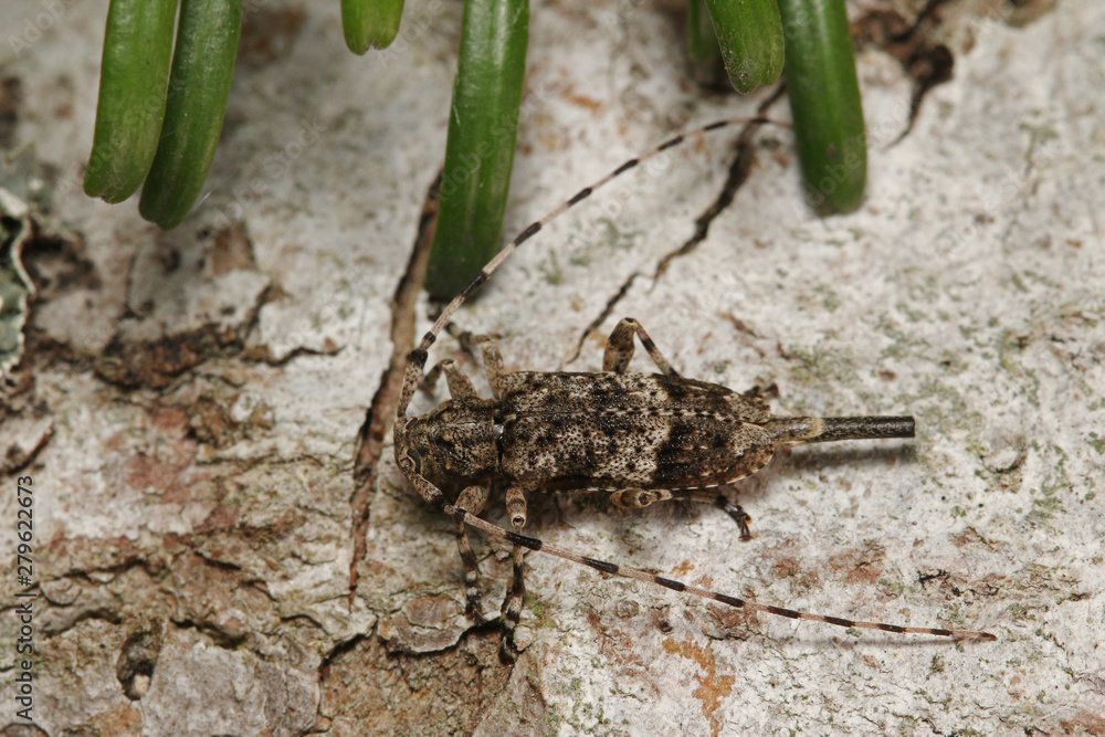 Fir timberman beetle, a rare species of longhorn beetle occurring in ...