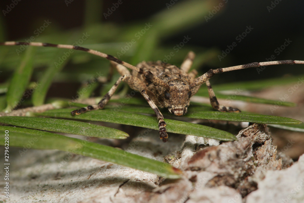 Fir timberman beetle, a rare species of longhorn beetle occurring in ...