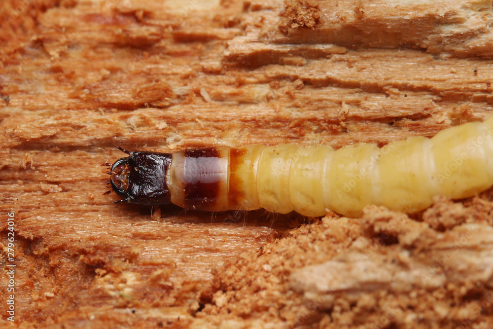 Larva of the rare click beetle, Lacon lepidopterus. An endangered ...