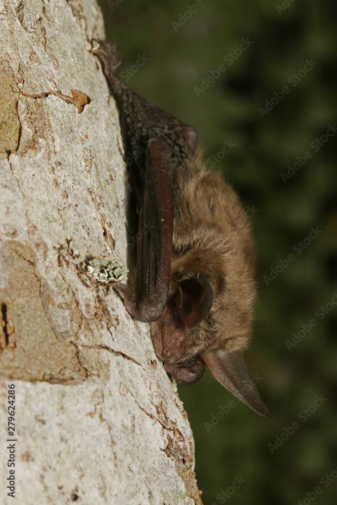 Bechstein's bat, a species of vesper bat found in Europe and western ...