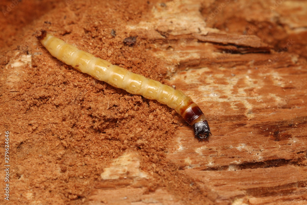 Larva of the rare click beetle, Lacon lepidopterus. An endangered ...