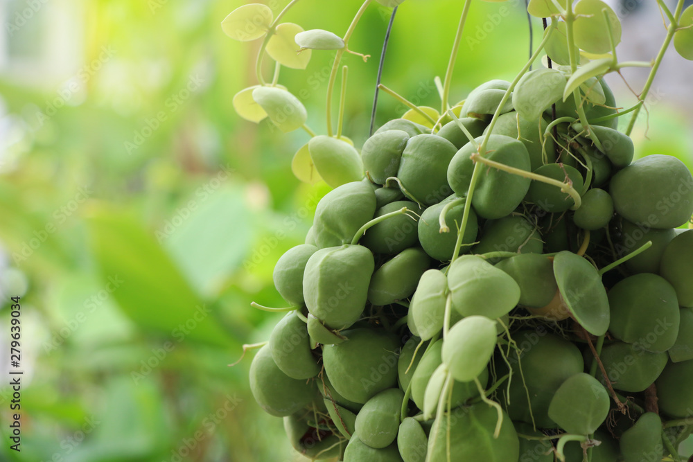 Dischidia nummularia variegata nature green leaves hanging in gardening ...
