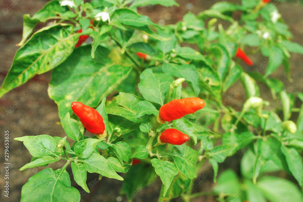 Capsicum frutescens L. Chilli Pepper.Chili has anti-oxidants, helps ...
