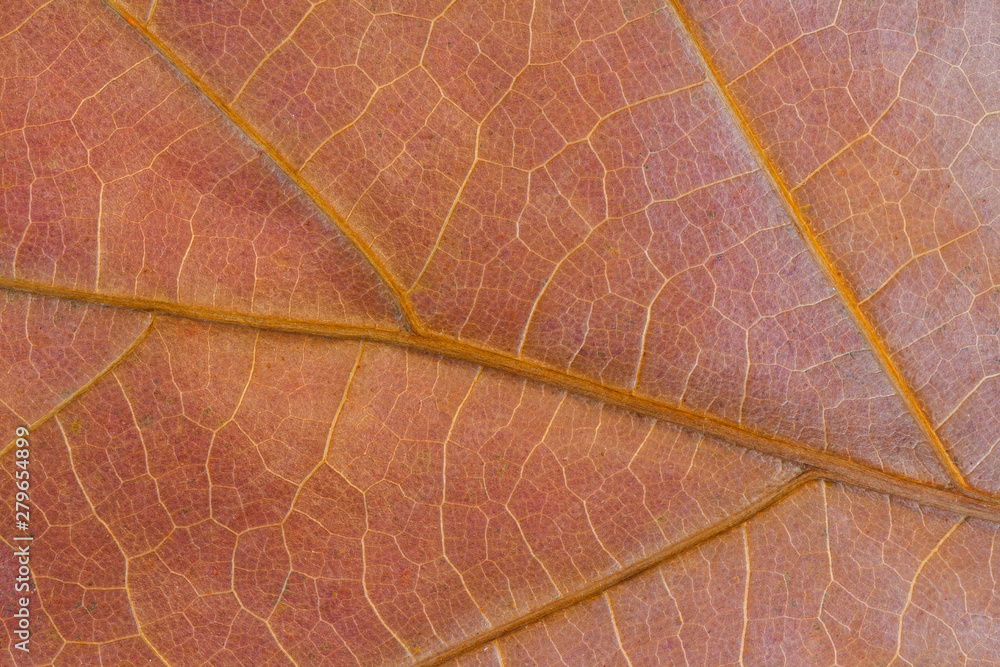 Oak Tree Leaves Texture