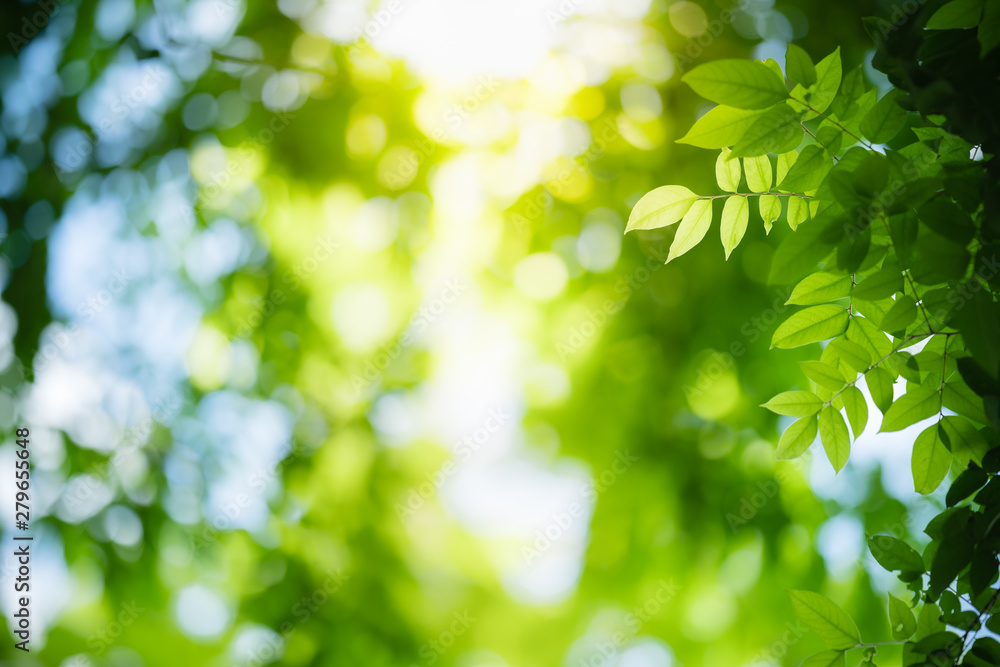 Nature of green leaf in garden at summer. Natural green leaves plants ...