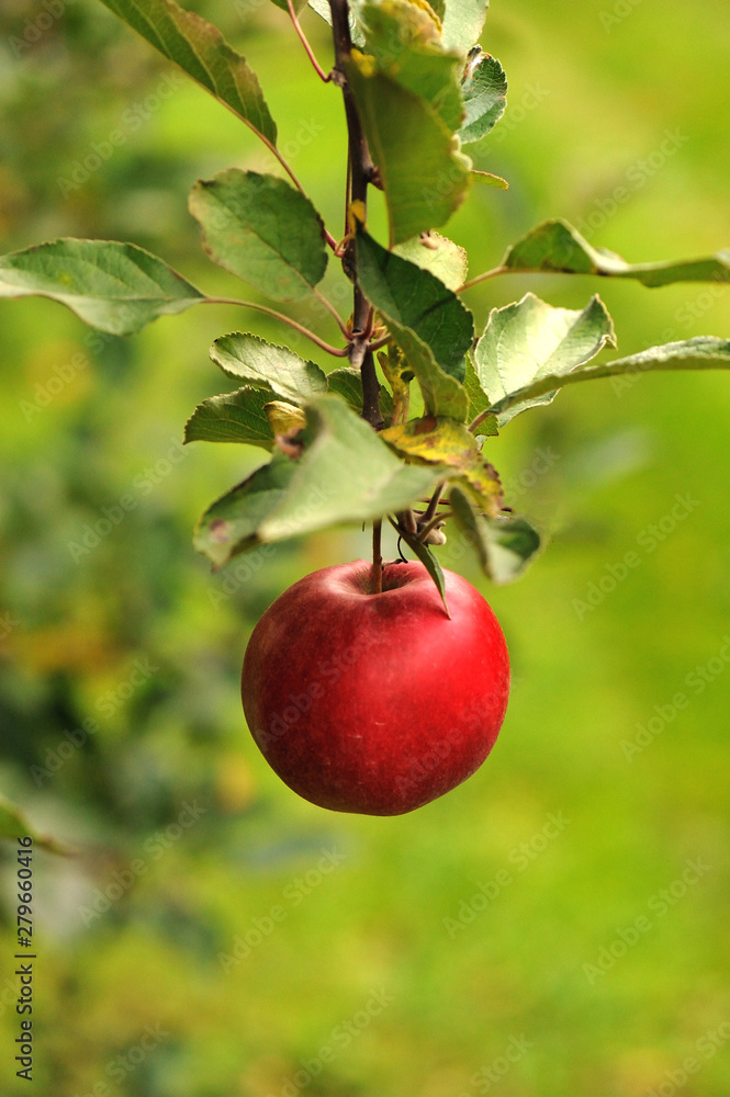 Organic apples hanging from a tree branch in an apple orchard Stock ...