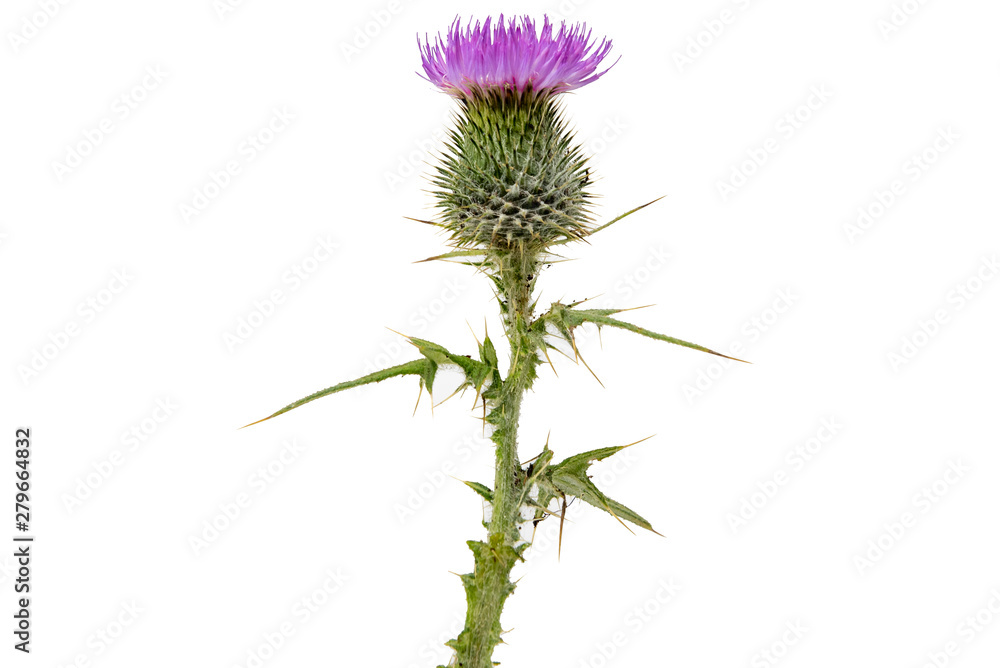 A large isolated Thistle with stem and leaves weighted to the centre of ...