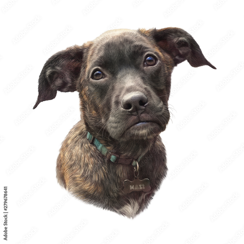 Cute small puppy isolated on white background. Animal collection: Dogs ...