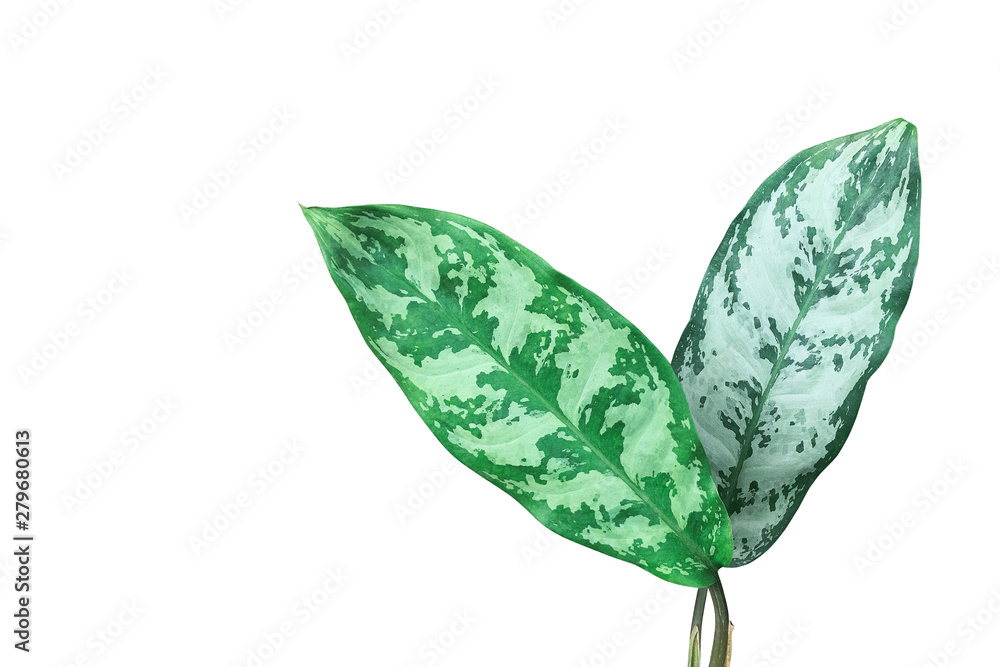 Green variegated leaves pattern of Chinese evergreen plant (Aglaonema ...