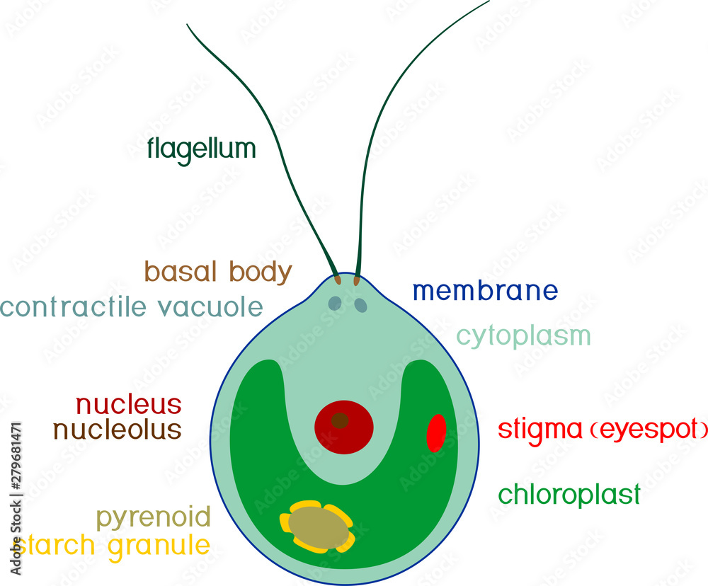Structure of Chlamydomonas cell with titles isolated on white ...