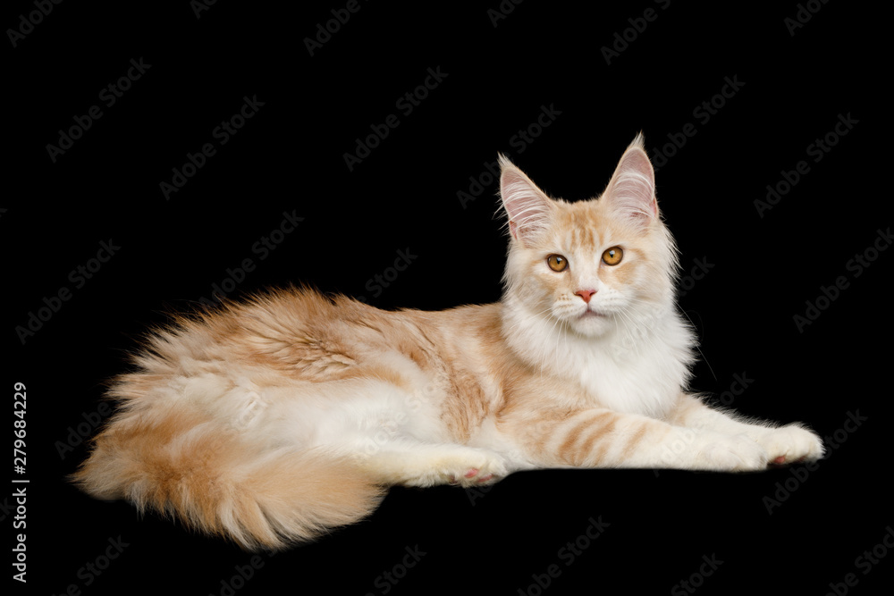 Cat Lying Down Profile