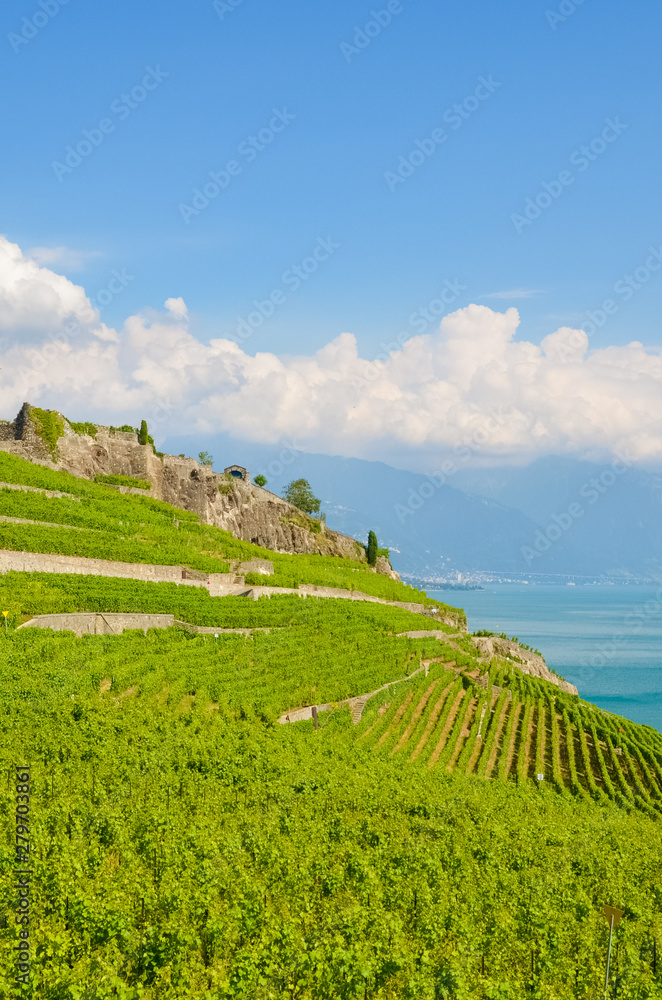 Terraced Vineyards