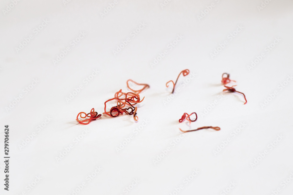red parasites worms on a white background. Thin helminths that live in ...
