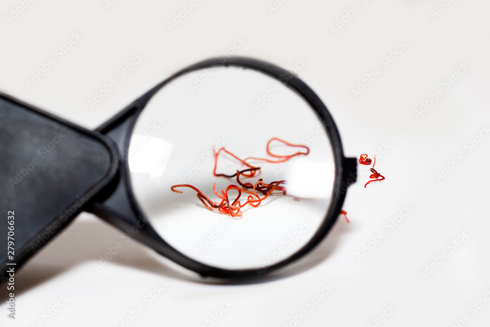red parasites worms on a white background under the magnifying glass ...
