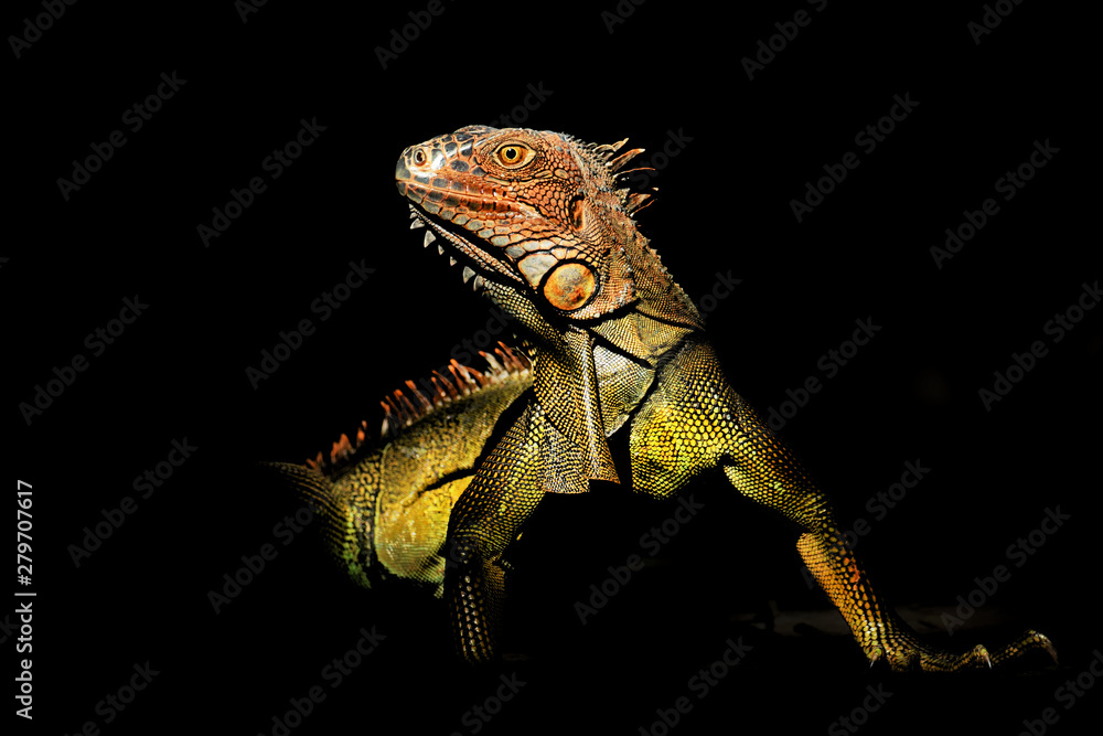 Green iguana - Iguana iguana also known as the American iguana, is a ...