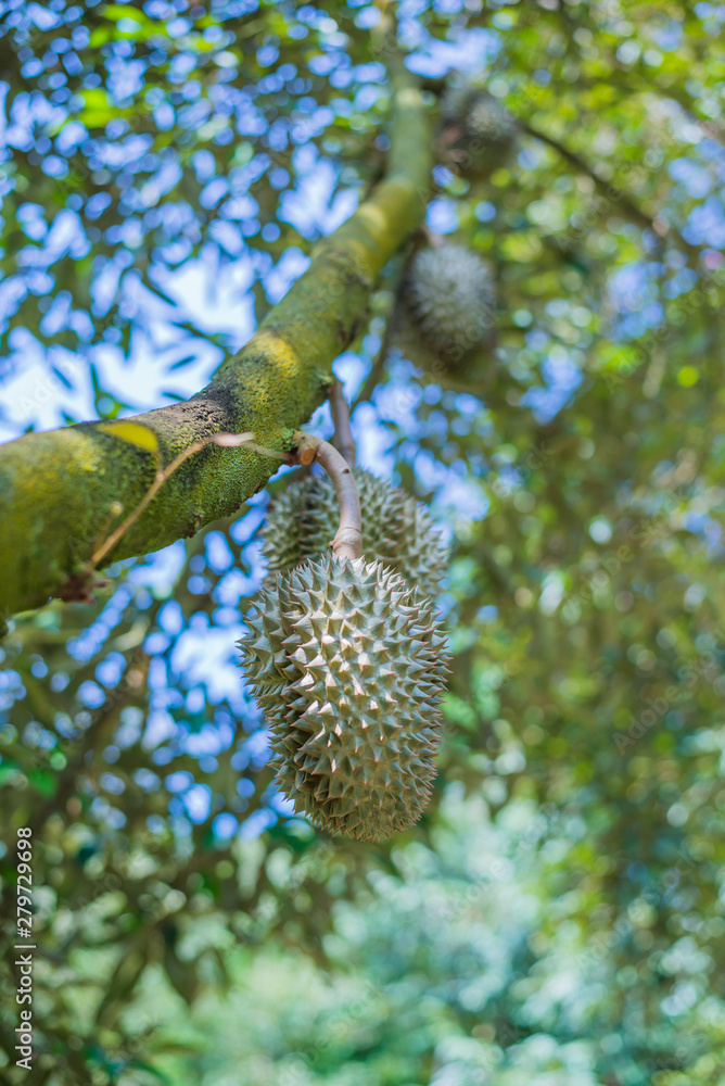 Durian tree, Fresh durian fruit on tree Stock Photo | Adobe Stock