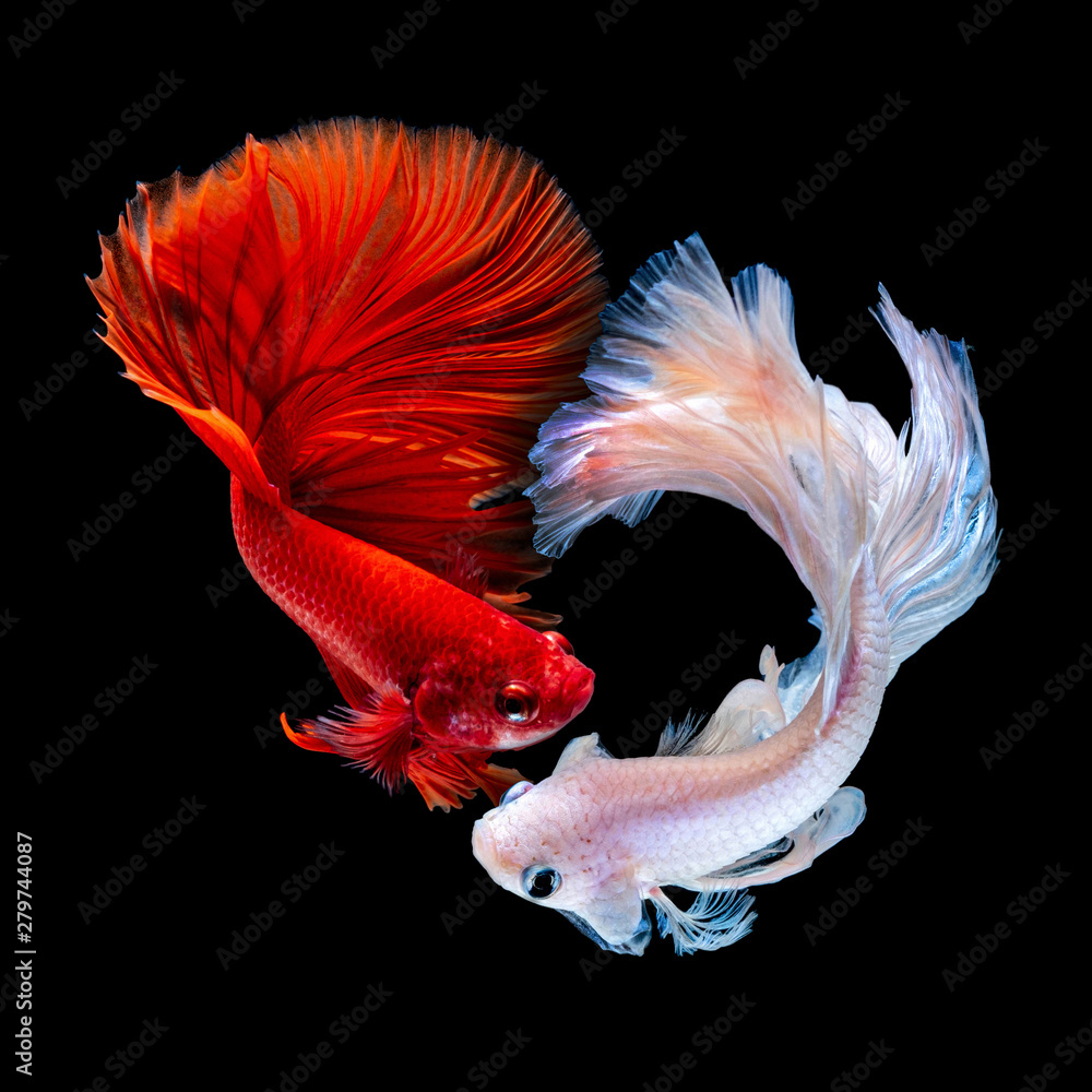 Betta fish Fight in the aquarium Stock Photo | Adobe Stock