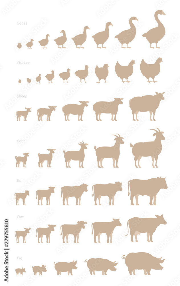 Grow up animal set. Farm stages of growth set. Breeding husbandry ...