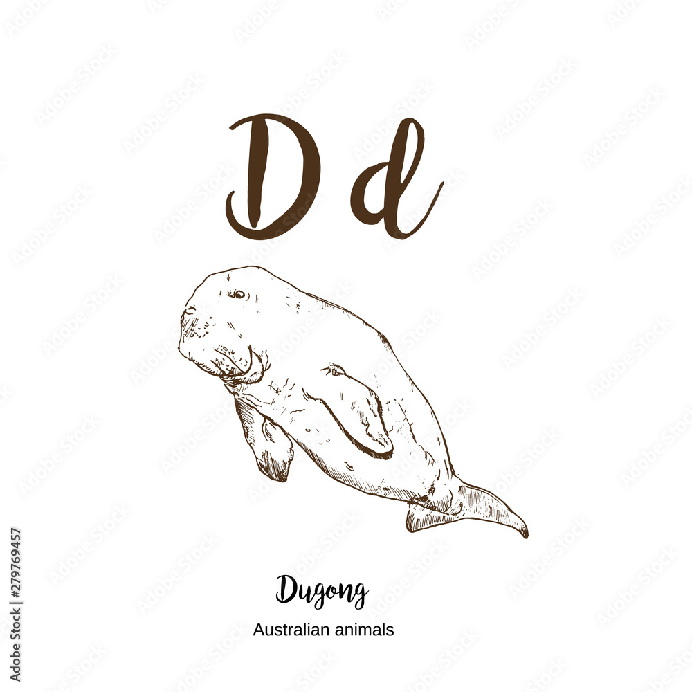 Dugong, A to z, alphabet sketch australian animals drawing vector ...