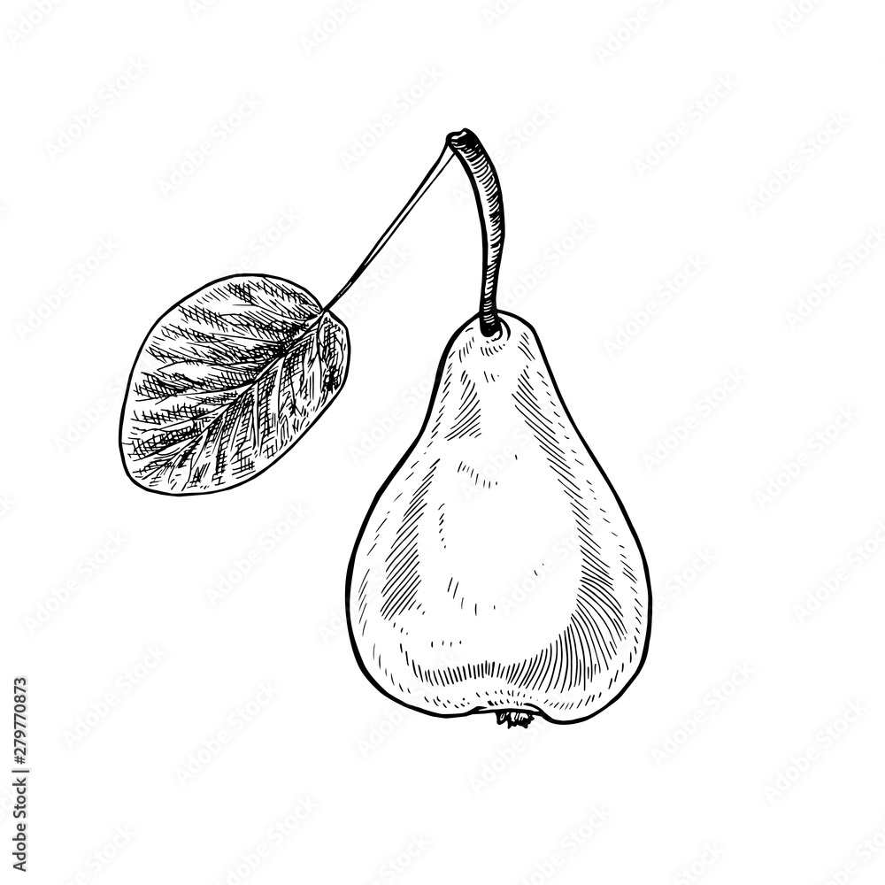 Pear with leaf, hand drawn gravure style, vector sketch illustration ...