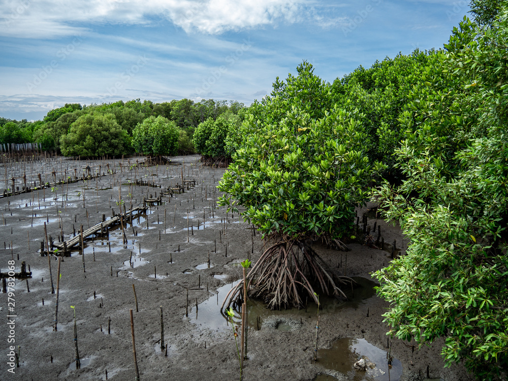 Planting mangrove forests to reduce the impact of coastal erosion and ...