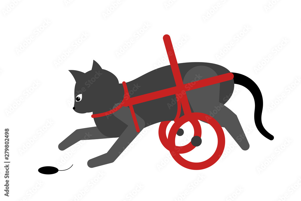 The cat is disabled with sore hind legs. A cat with wheelchairs instead ...